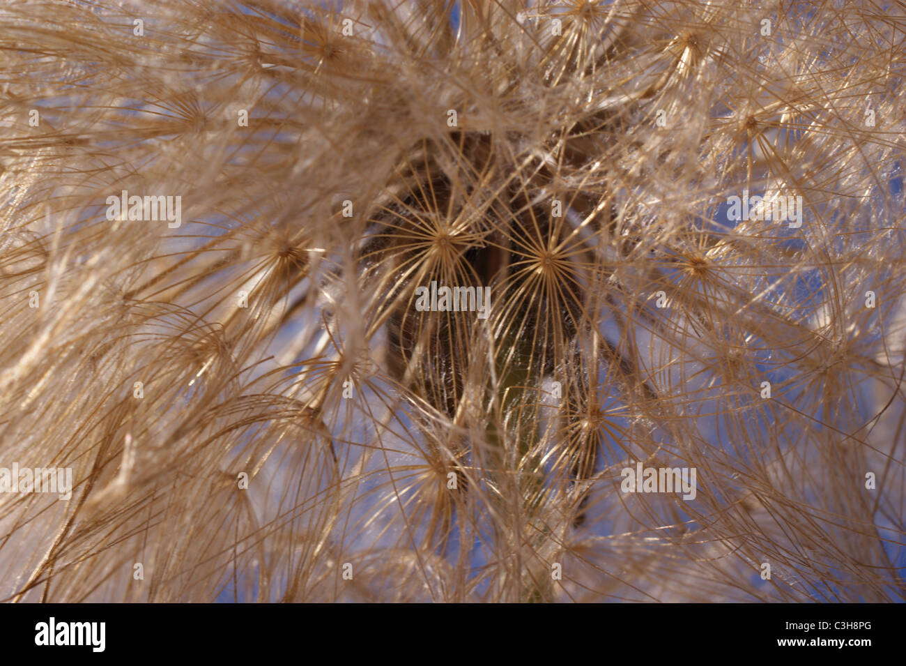 DANDELION CLOCK FLOWER HEAD Stock Photo - Alamy