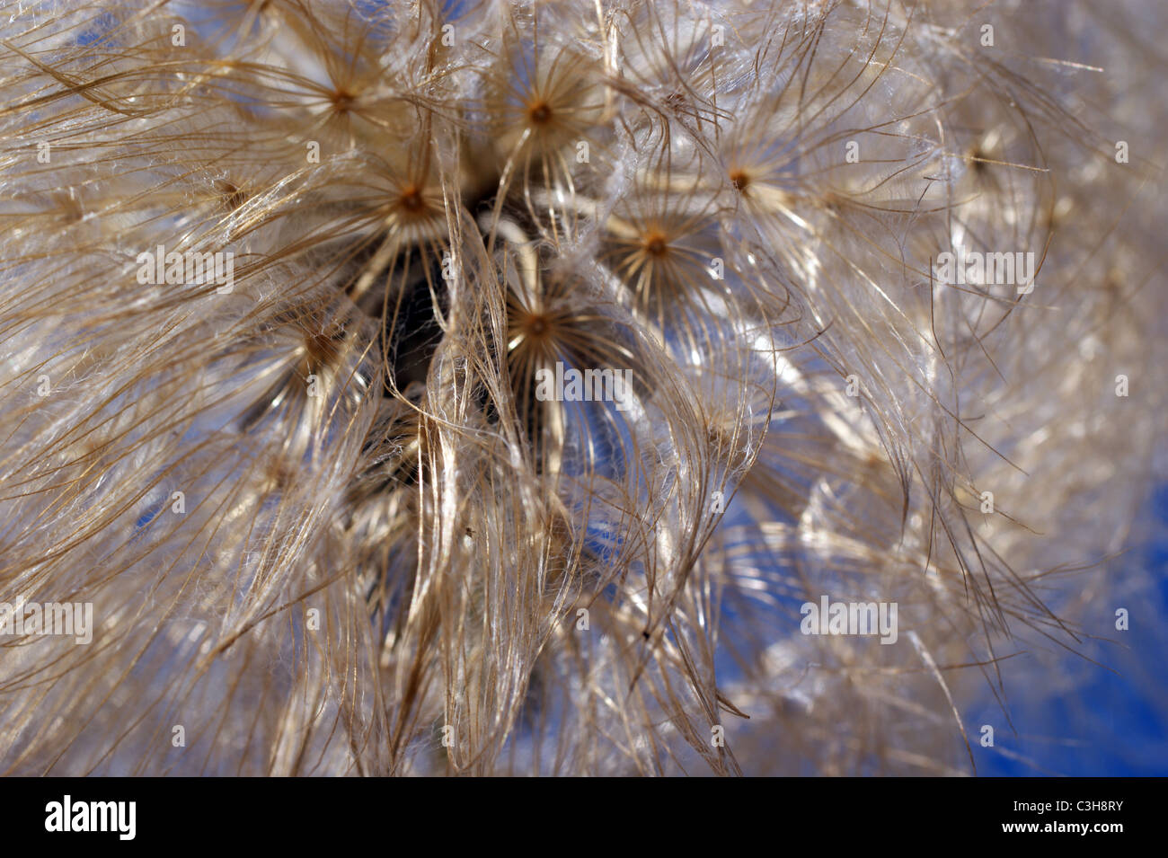 DANDELION CLOCK FLOWER HEAD Stock Photo - Alamy