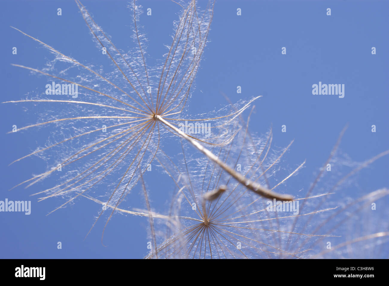 DANDELION CLOCK FLOWER HEAD Stock Photo - Alamy
