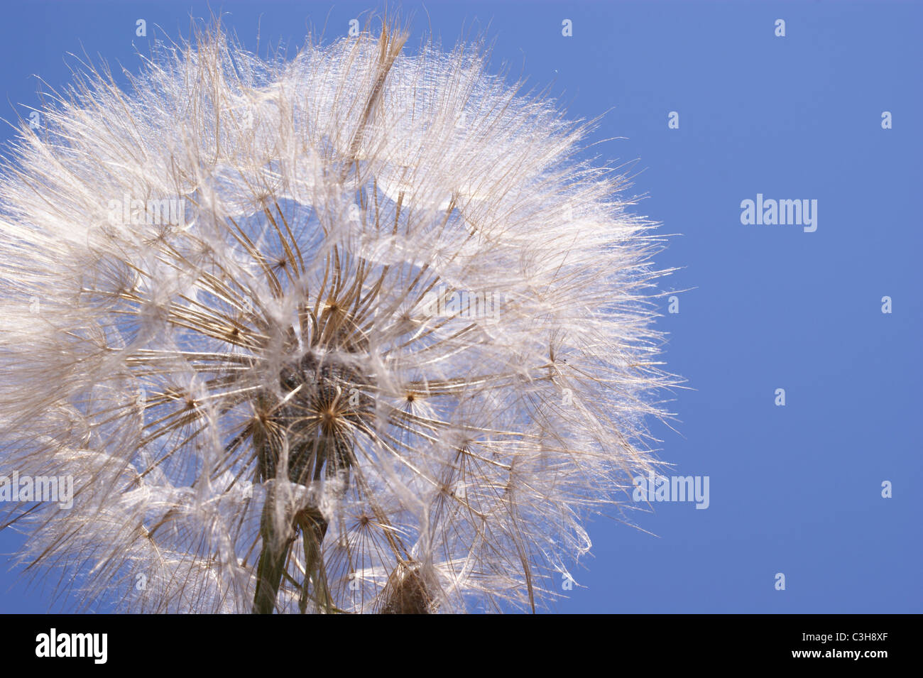 DANDELION CLOCK FLOWER HEAD Stock Photo - Alamy
