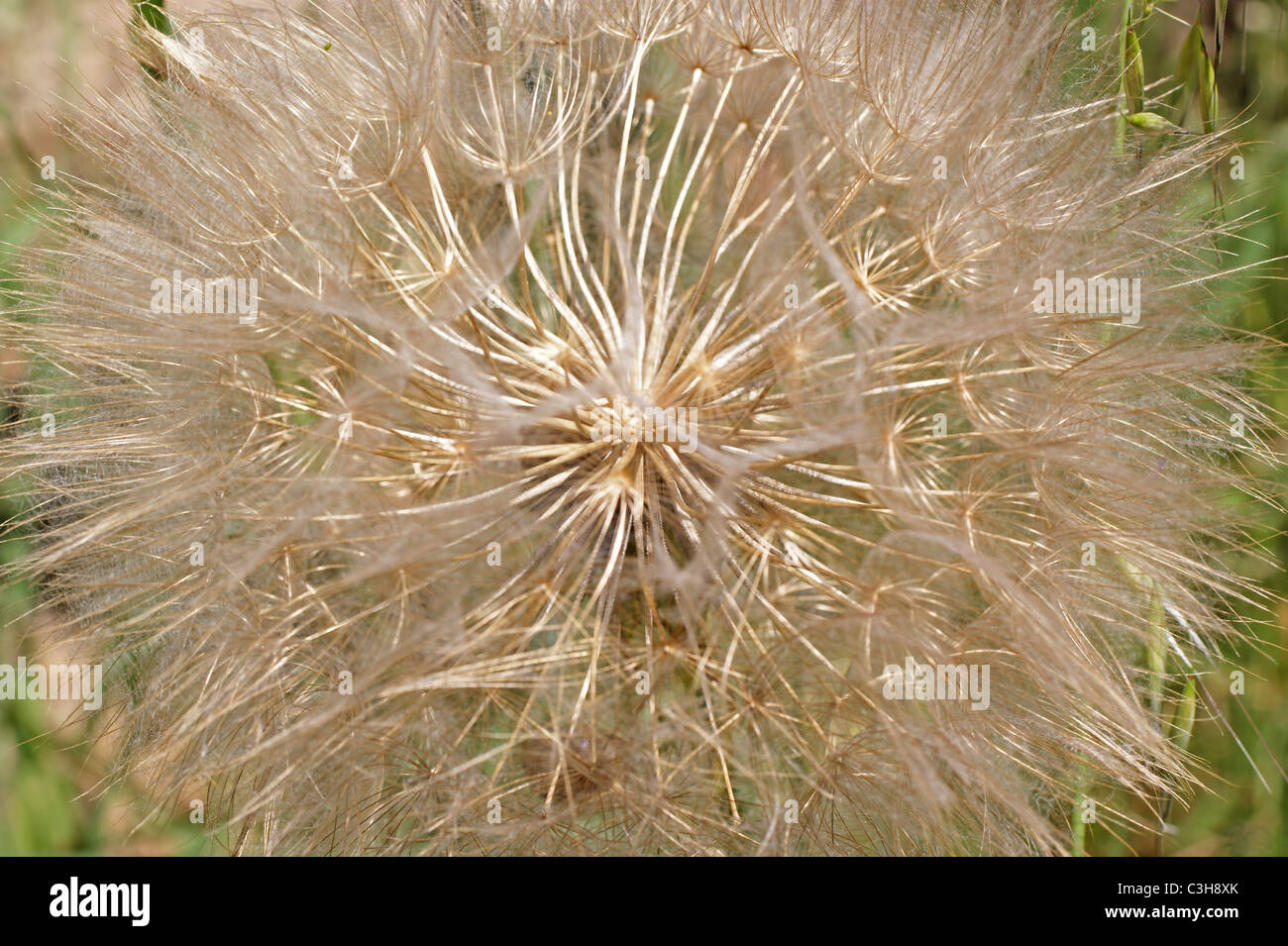 DANDELION CLOCK FLOWER HEAD Stock Photo - Alamy