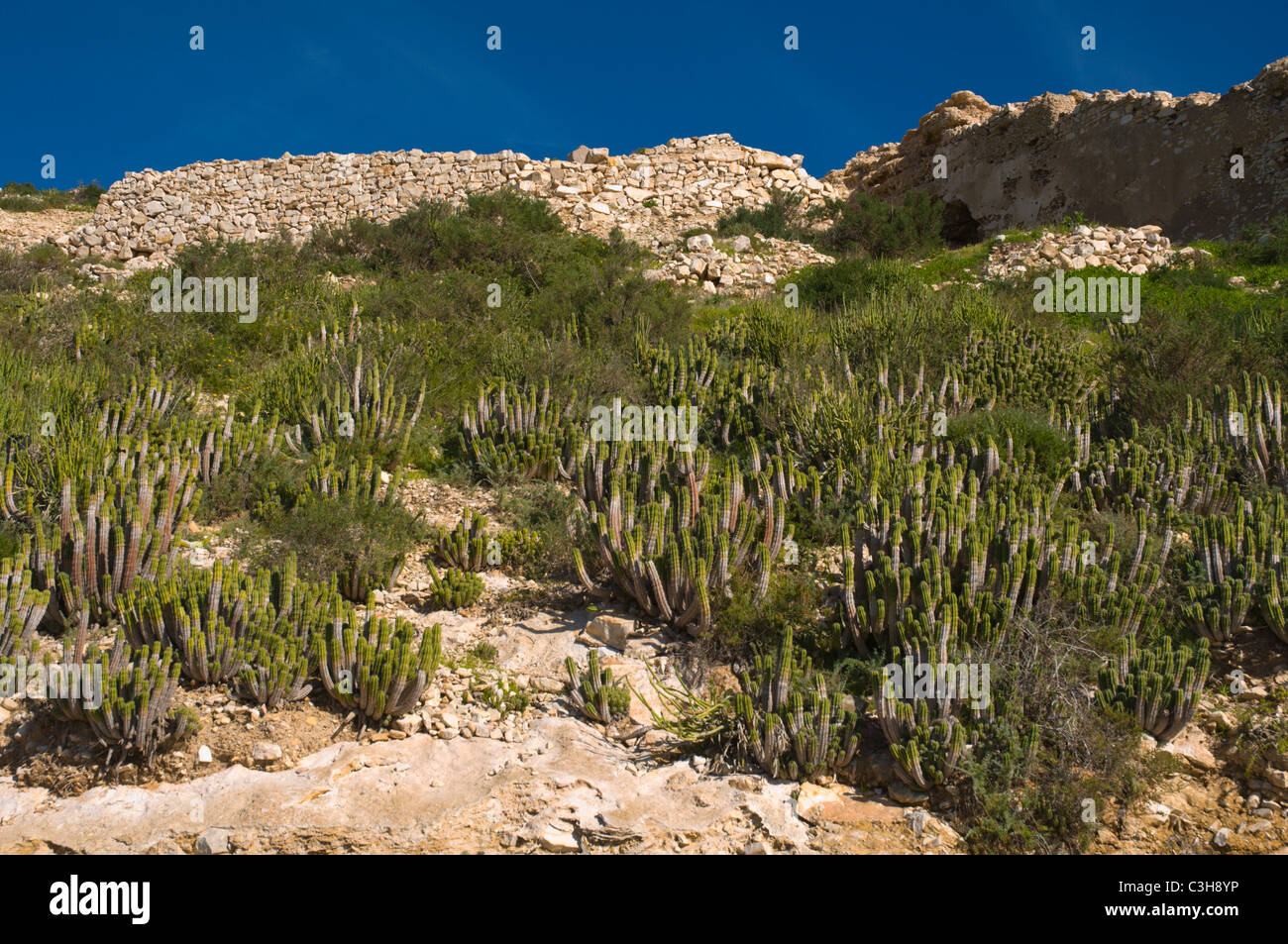 Flora under Kasbah hilltop fortress Agadir the Souss southern Morocco ...