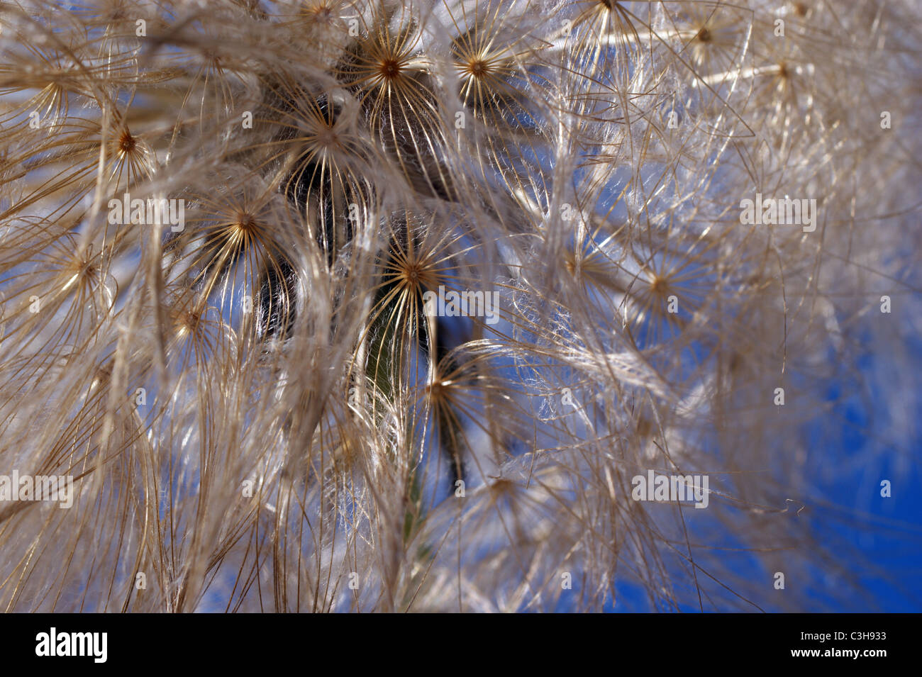 DANDELION CLOCK FLOWER HEAD Stock Photo - Alamy