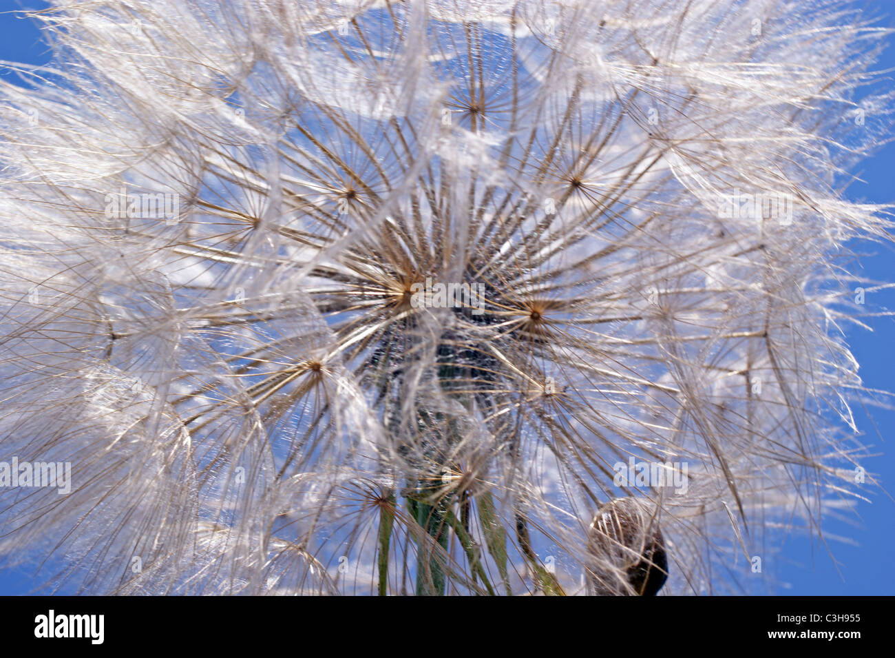 DANDELION CLOCK FLOWER HEAD Stock Photo - Alamy