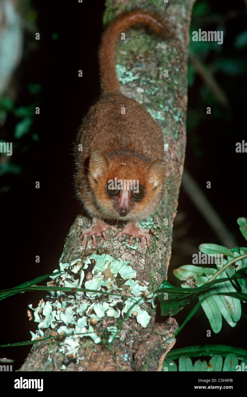 Brown mouse lemur (Microcebus rufus: Lemuridae), one of the worlds ...