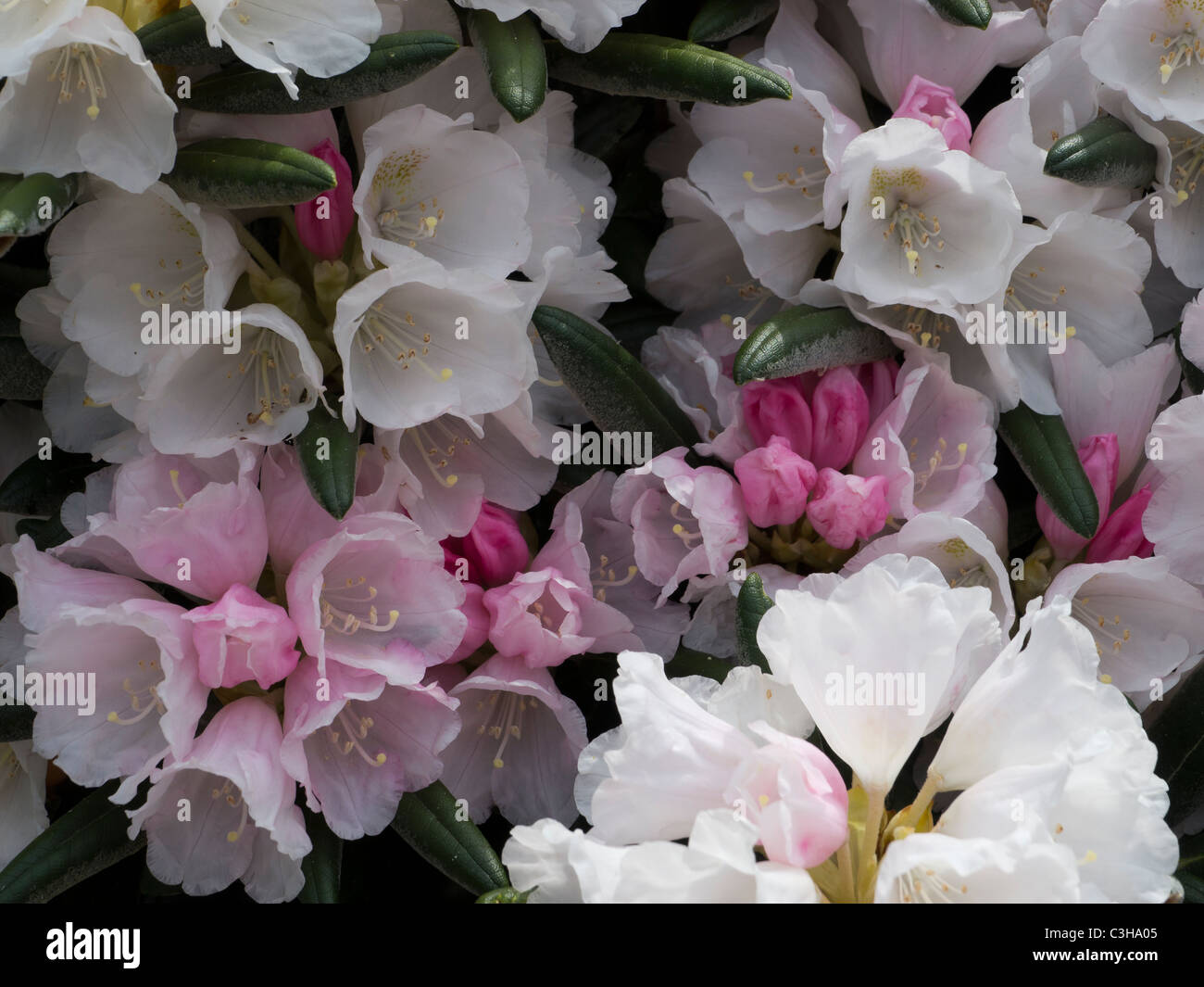White and pink rhododendron hi-res stock photography and images - Alamy