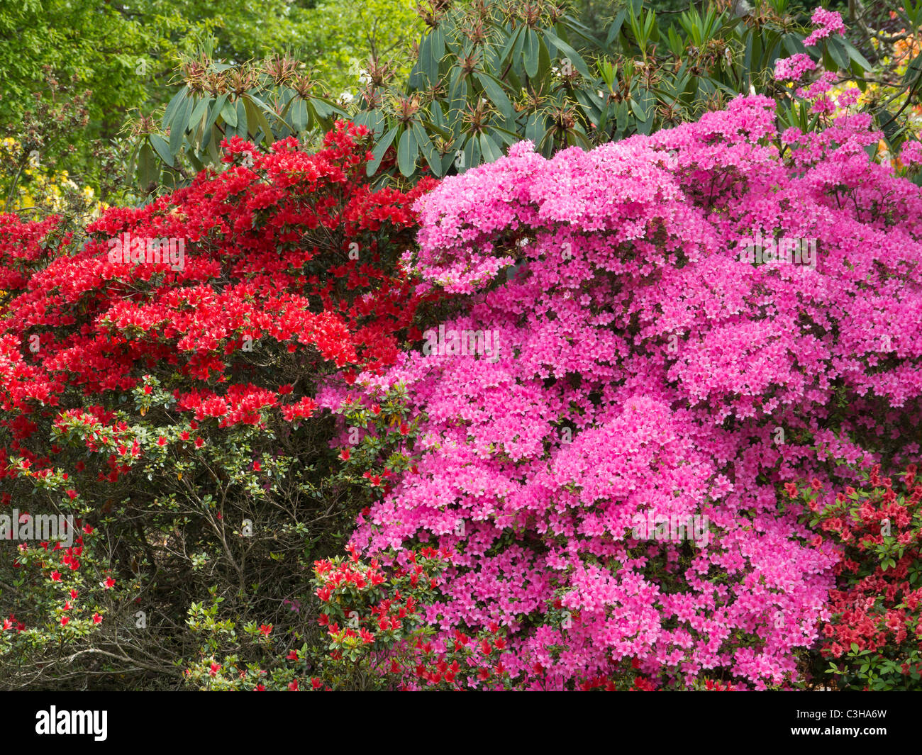 Display of red and pink azalea blossoms Stock Photo - Alamy