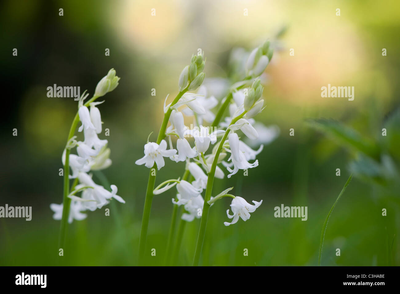 White Spanish Bluebells - Hyacinthoides hispanica flowers Stock Photo ...