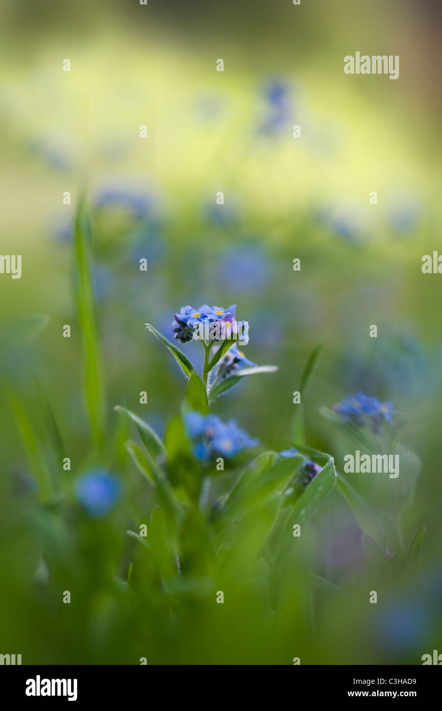 Forget me knot hi-res stock photography and images - Alamy