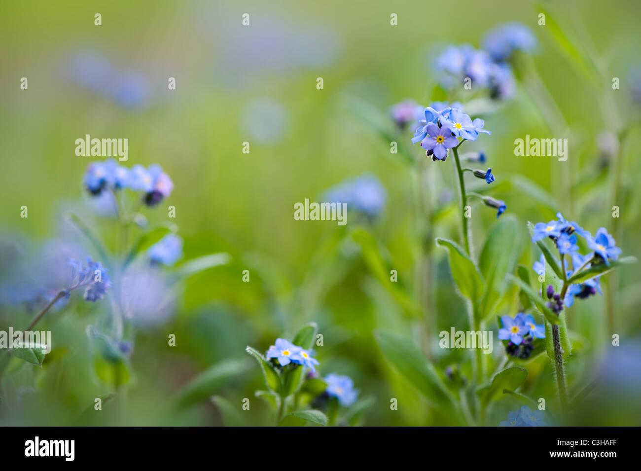 Forget-me-not flowers - Myosotis sylvatica Stock Photo - Alamy