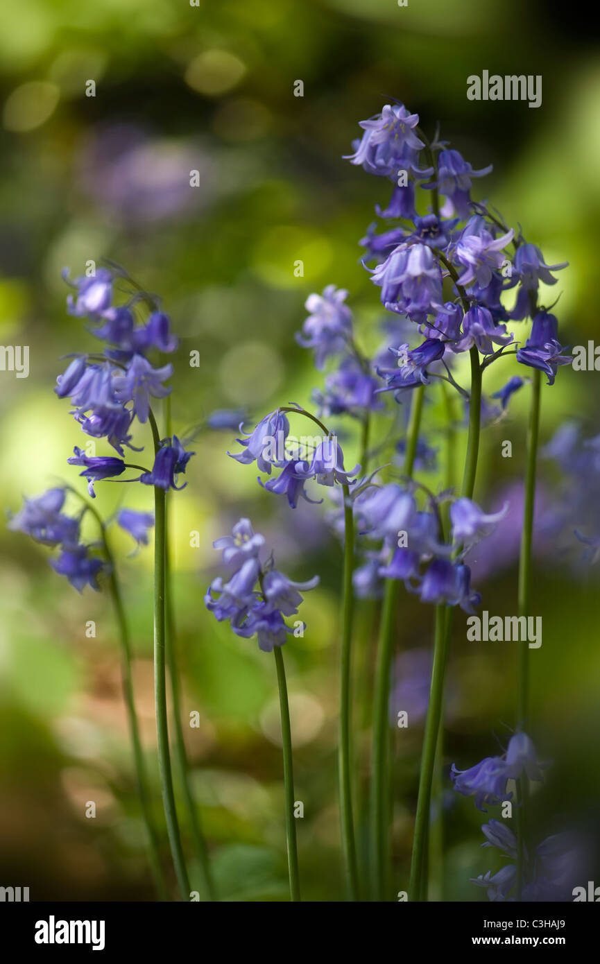 English Bluebells - Hyacinthoides non-scripta Stock Photo - Alamy