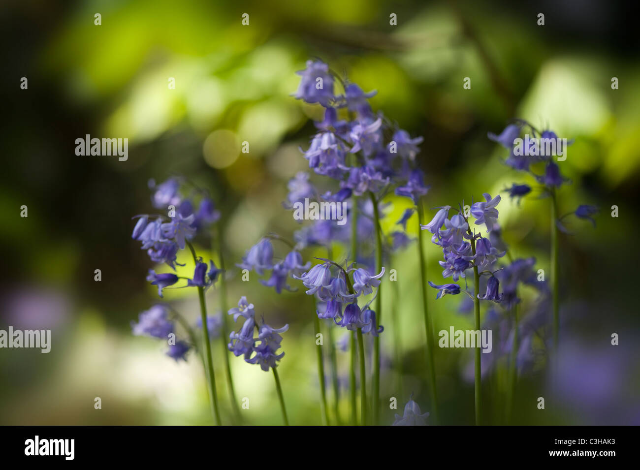 Blue bell shaped flower hi-res stock photography and images - Alamy