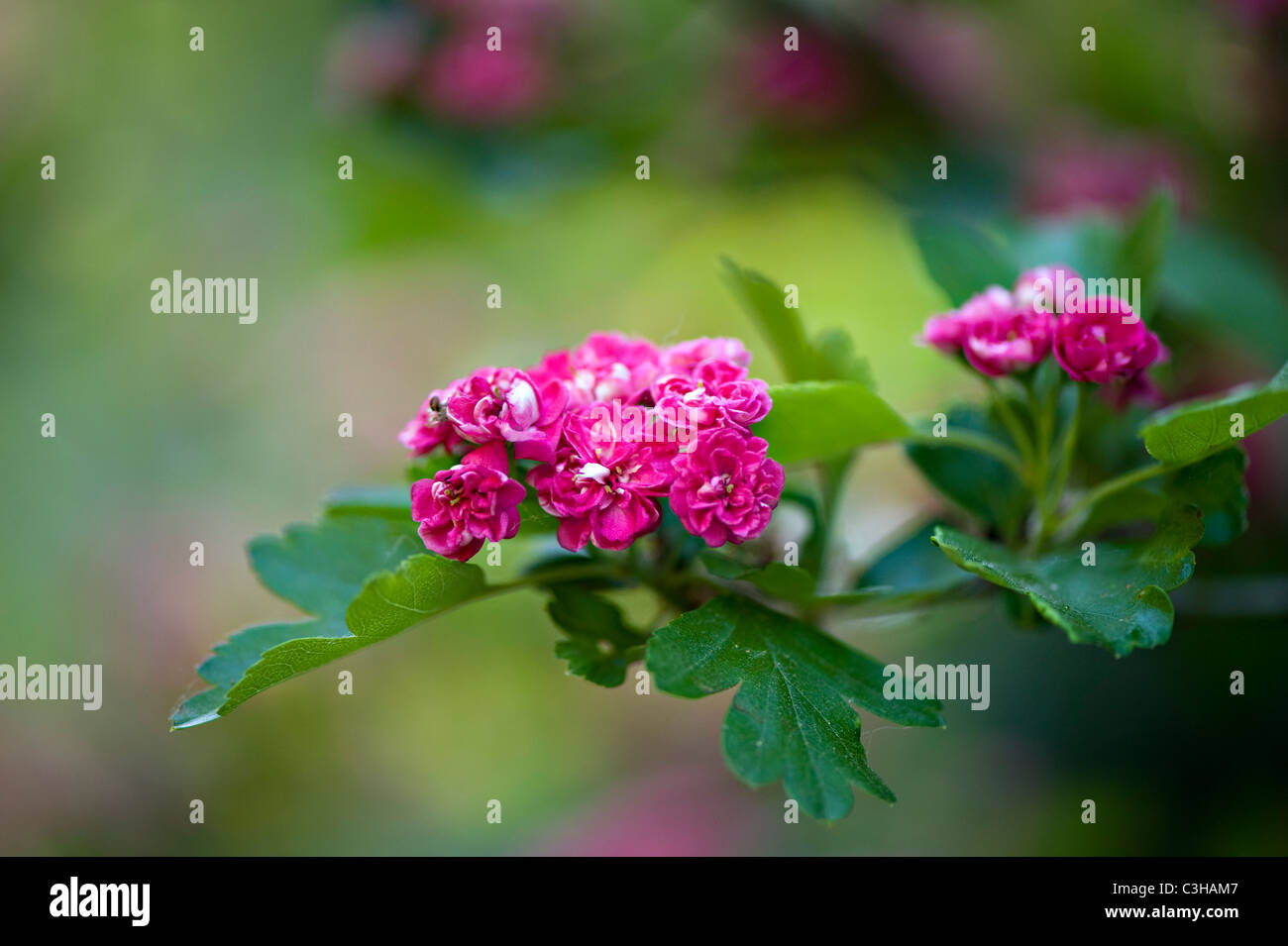 Crataegus Laevigata - 'Paulii', Midland hawthorn flowers Stock Photo ...