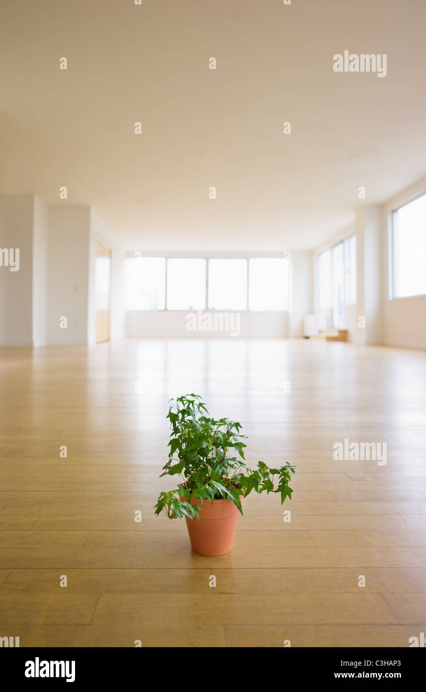 Potted plant in empty apartment Stock Photo - Alamy