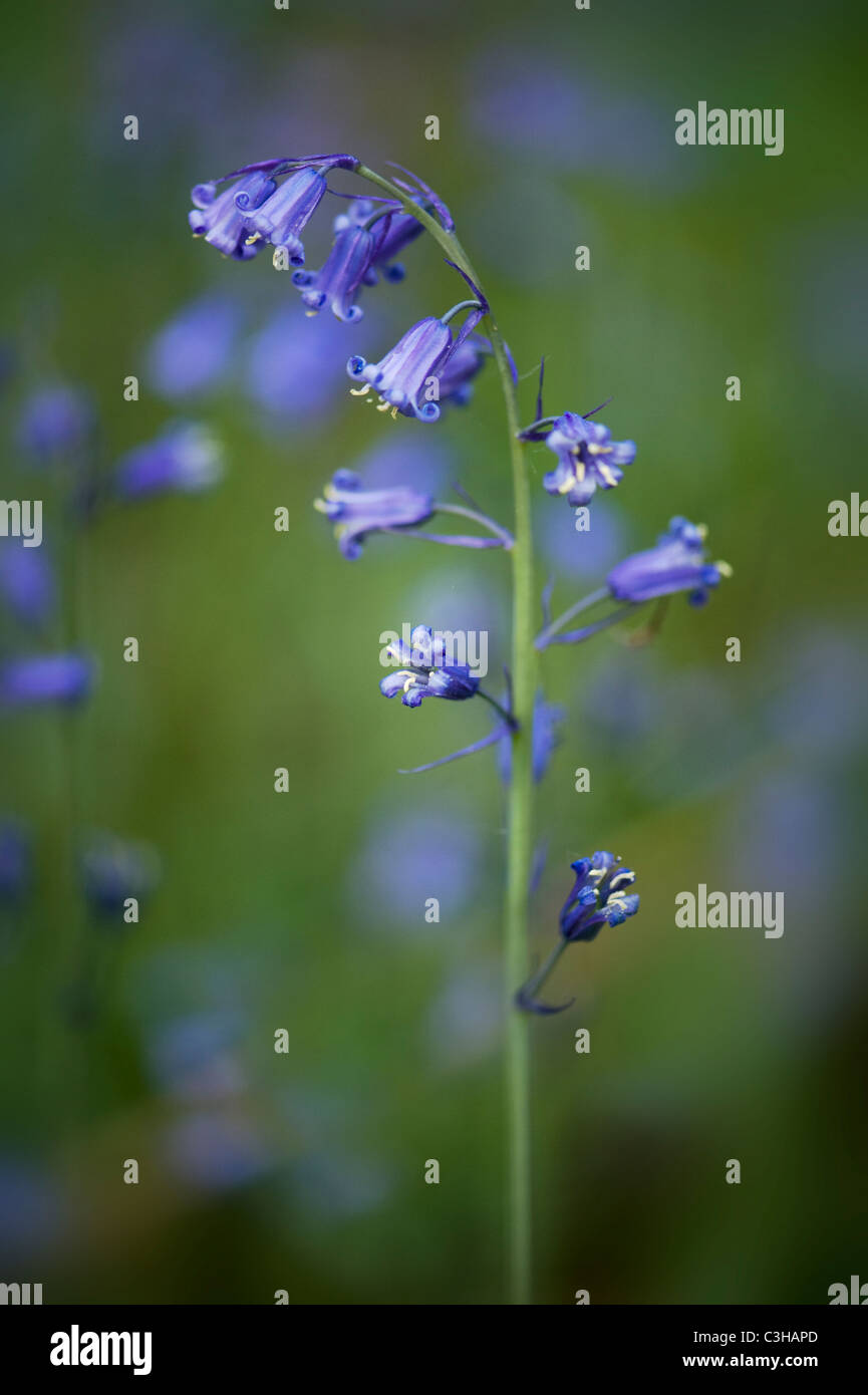 English Bluebells - Hyacinthoides non-scripta Stock Photo - Alamy