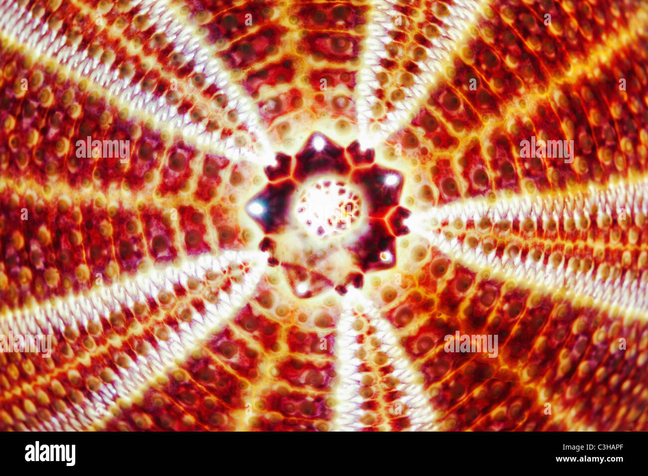 Seashell red hi-res stock photography and images - Alamy