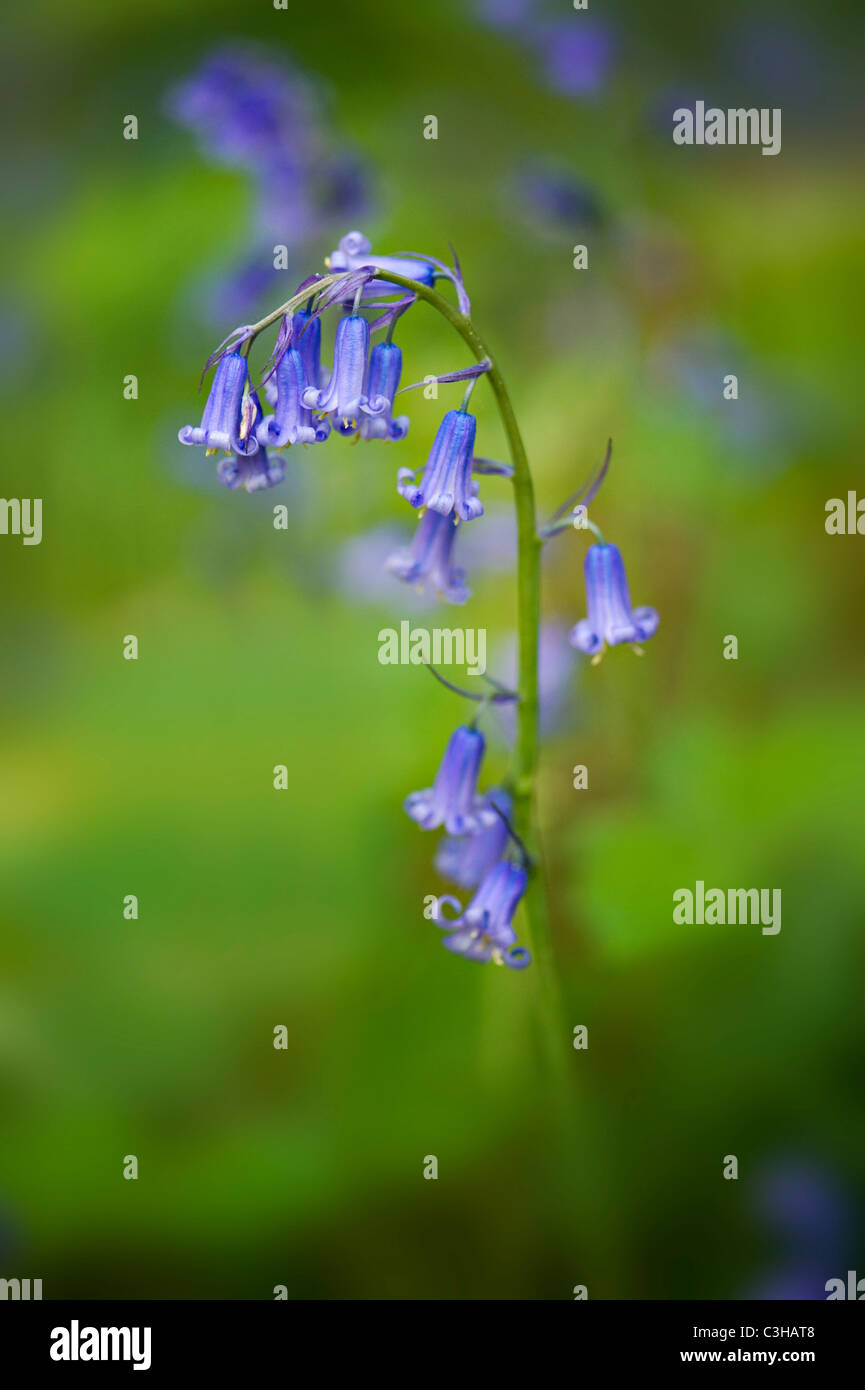 English Bluebells - Hyacinthoides non-scripta Stock Photo - Alamy