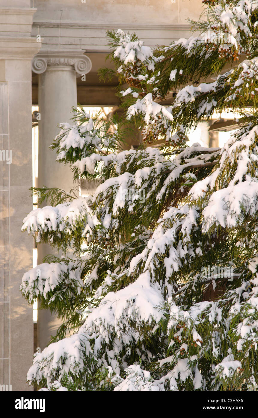 Tree column hi-res stock photography and images - Alamy