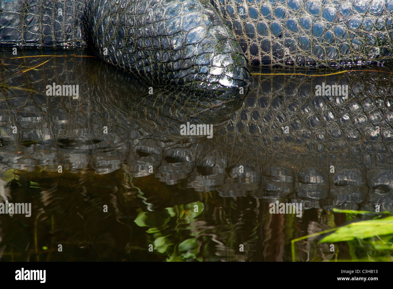 Reflection of alligator skin in a swamp Stock Photo - Alamy