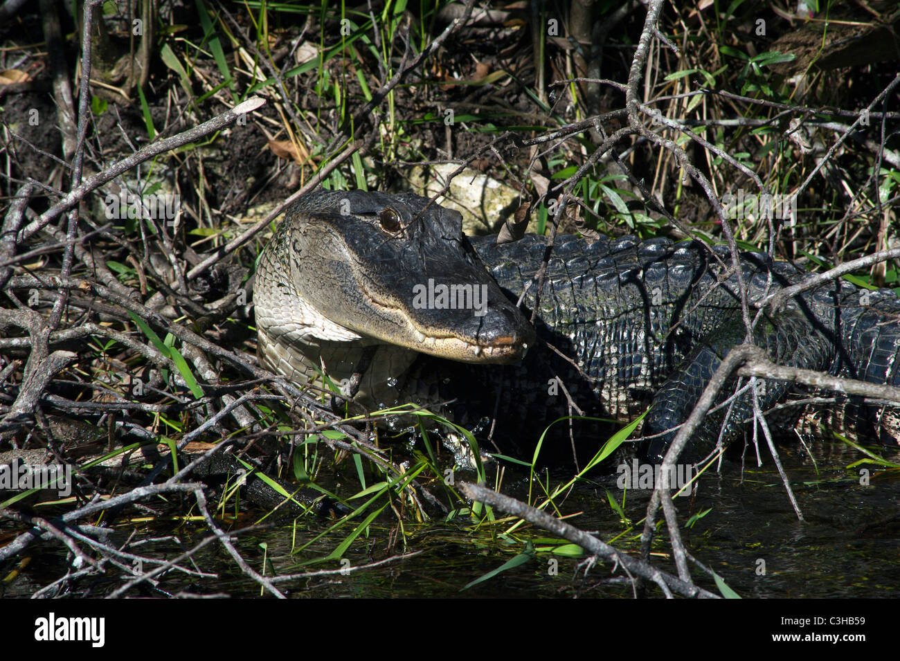 American alligator in Big Cypress Natural Preserve in Florida Stock ...