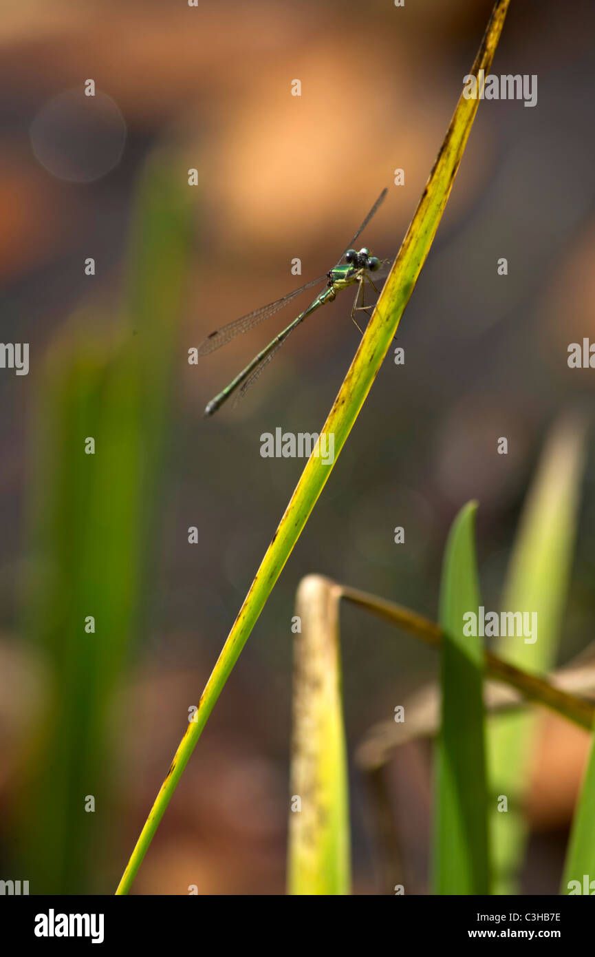 Dragonfly in autumn, Nikko Botanical Gardens Stock Photo - Alamy