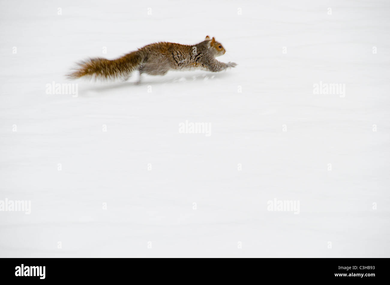 Running squirrel hi-res stock photography and images - Alamy