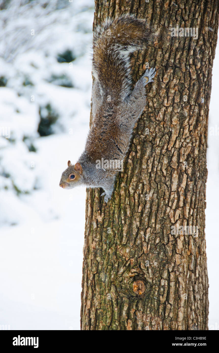 Squirrel with tree hi-res stock photography and images - Alamy