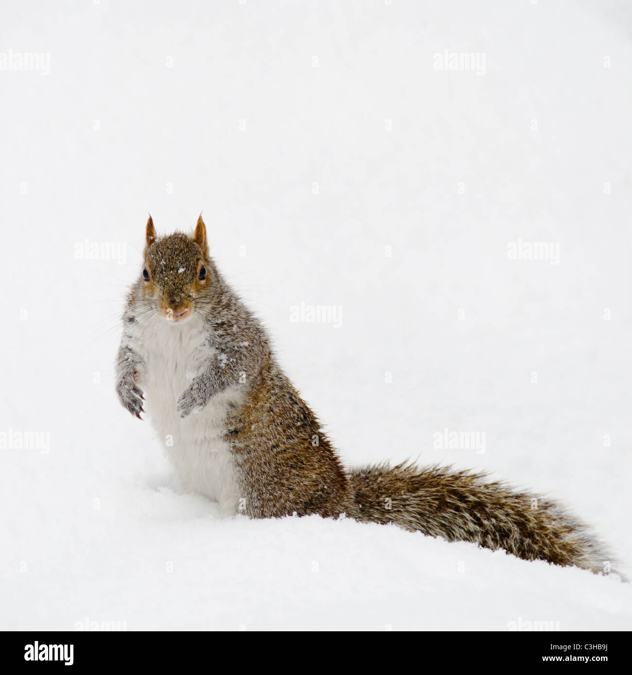 Squirrel an snow hi-res stock photography and images - Alamy