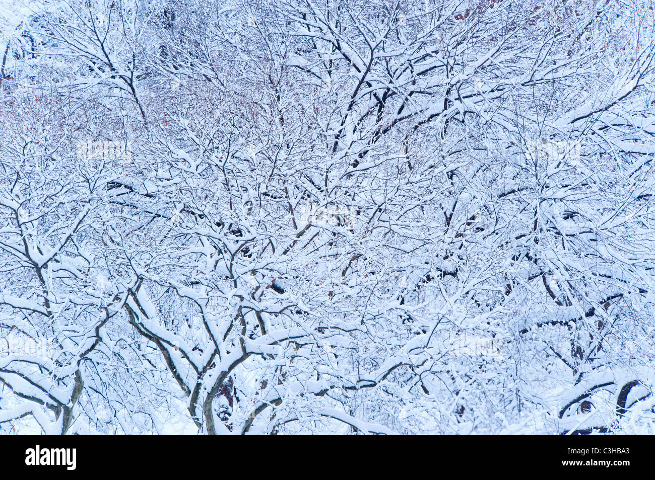 Trees covered with snow in winter Stock Photo - Alamy