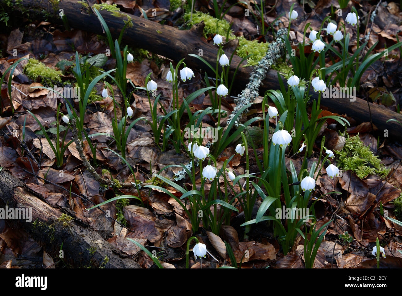 Spring vally hi-res stock photography and images - Alamy