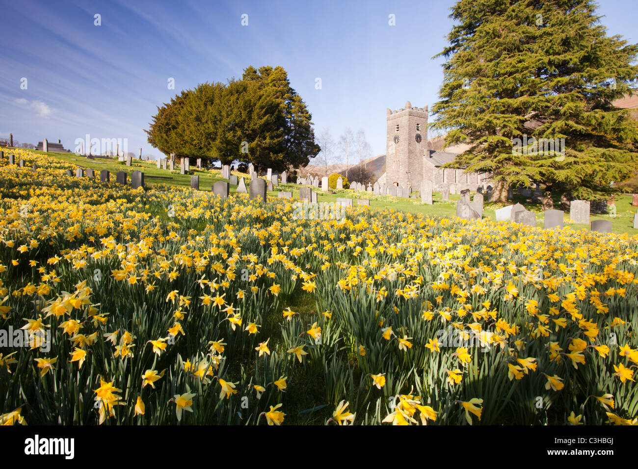 Wild Daffodils (Narcissus pseudonarcissus) flowering in Spring, in ...