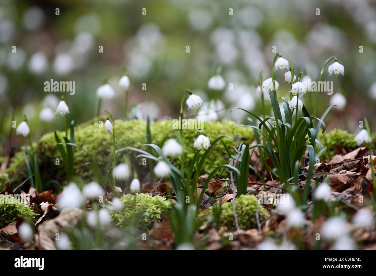 Vally spring hi-res stock photography and images - Alamy