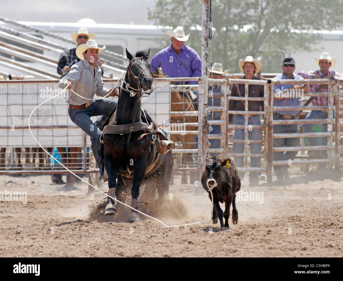 Calf roping hi-res stock photography and images - Alamy