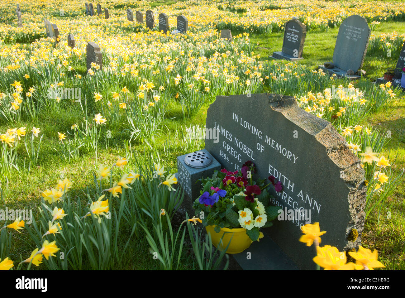 Wild Daffodils (Narcissus pseudonarcissus) flowering in Spring, in ...