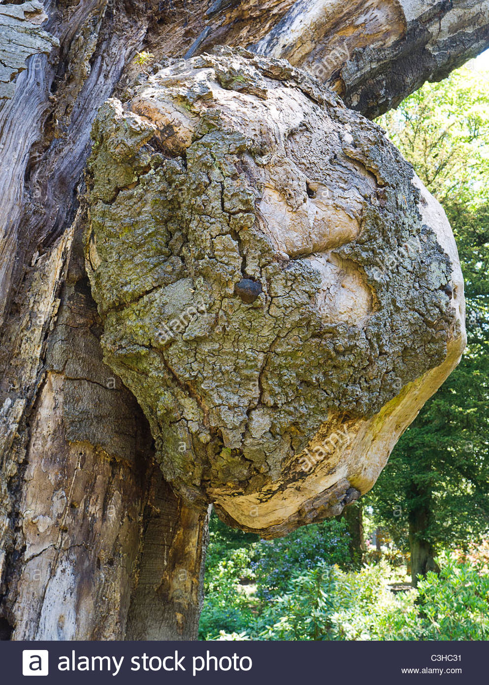 Carbuncle Stock Photos & Carbuncle Stock Images - Alamy