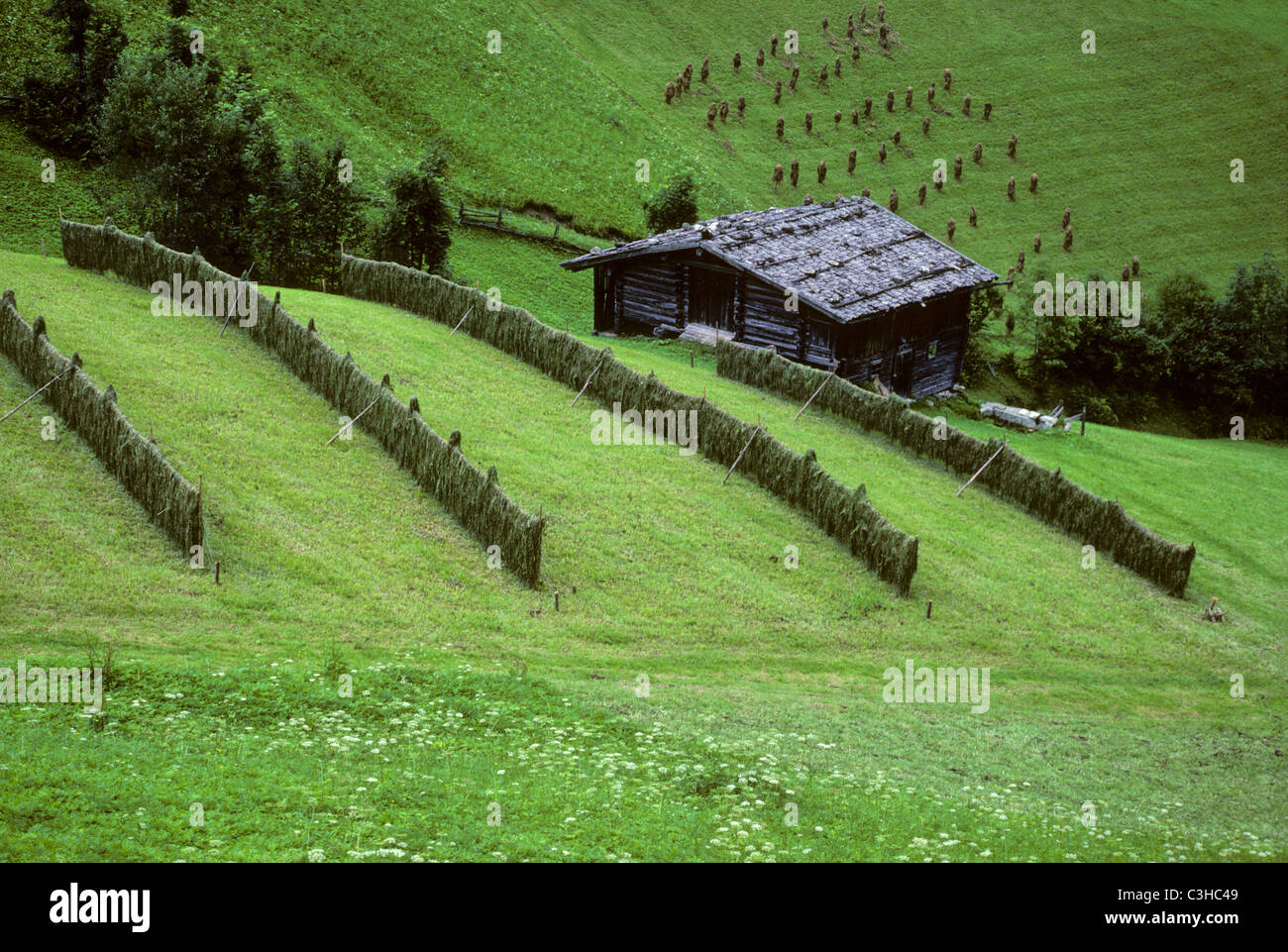 Drying hay in an alpine meadow, Switzerland Stock Photo - Alamy