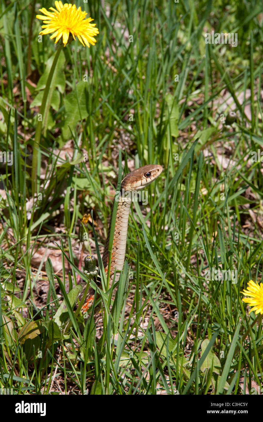 Common or Eastern Garter Snake Thamnophis sirtalis hunting Eastern ...
