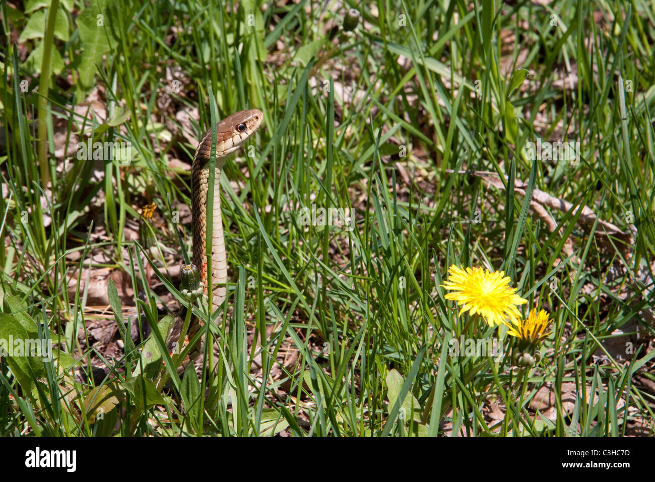 Common or Eastern Garter Snake Thamnophis sirtalis hunting Eastern ...