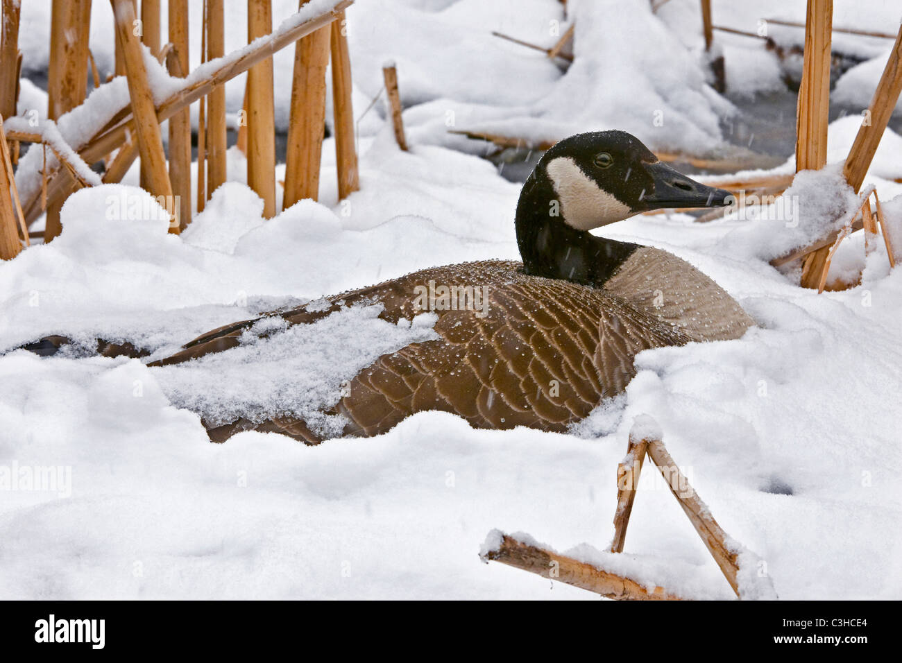 Snowy goose hi-res stock photography and images - Alamy
