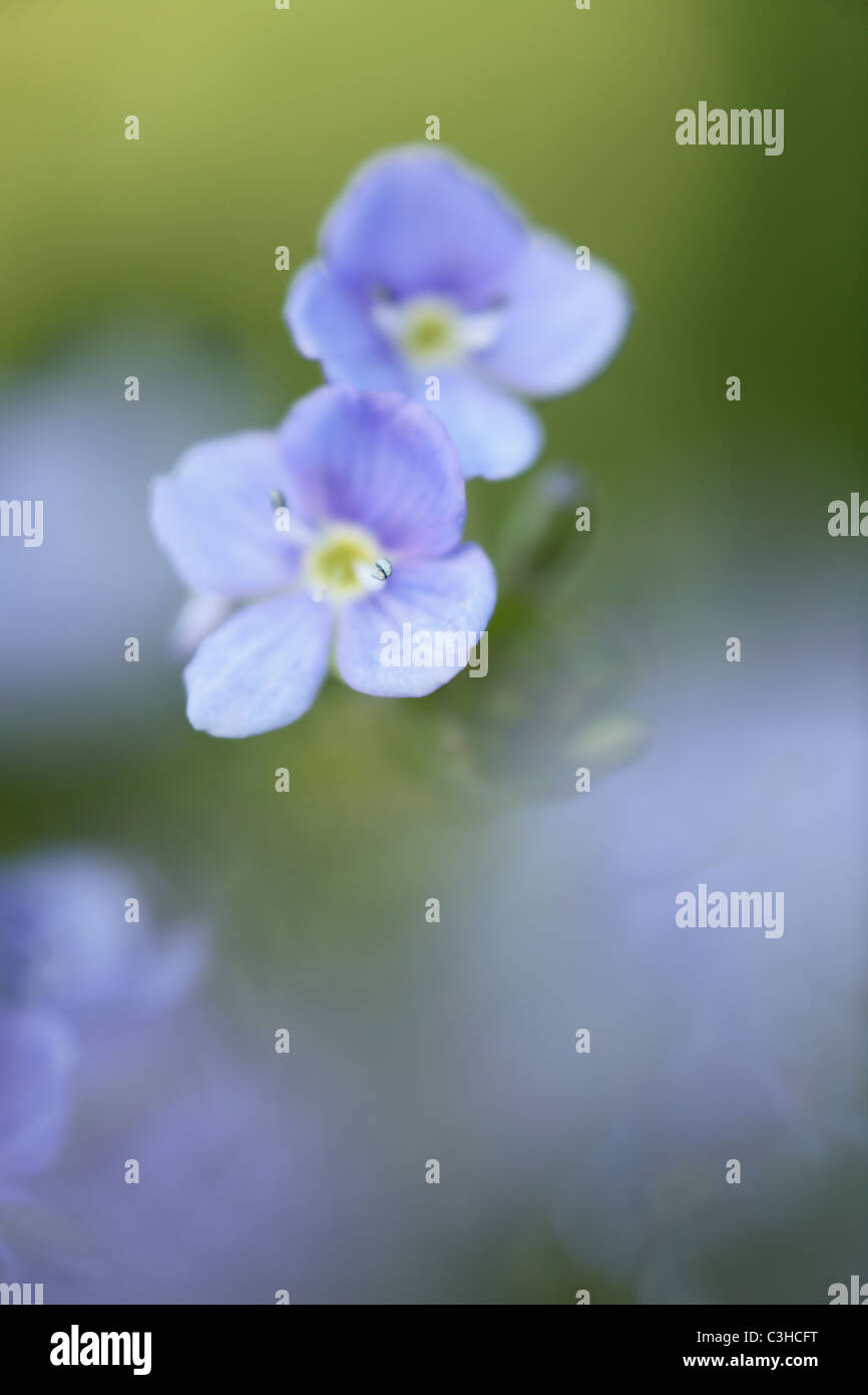 Ehrenpreisgewaechse hi-res stock photography and images - Alamy