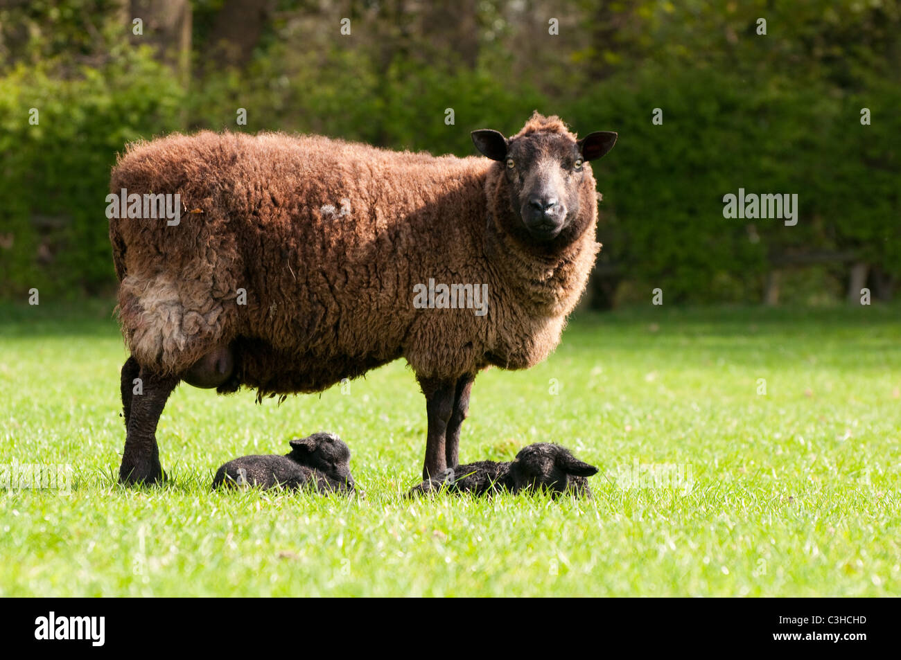 Female sheep hi-res stock photography and images - Alamy