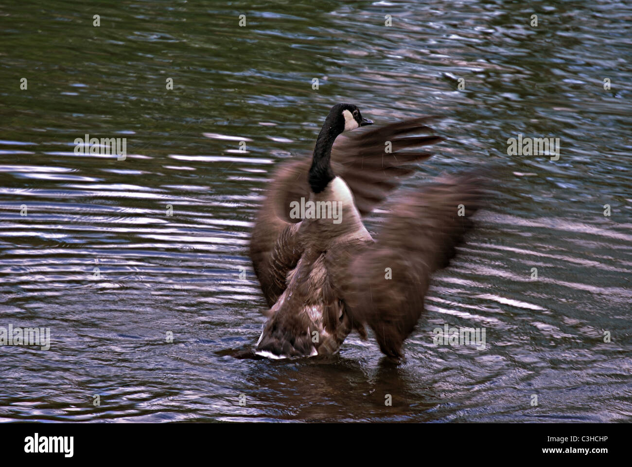 canada goose bathing Stock Photo - Alamy