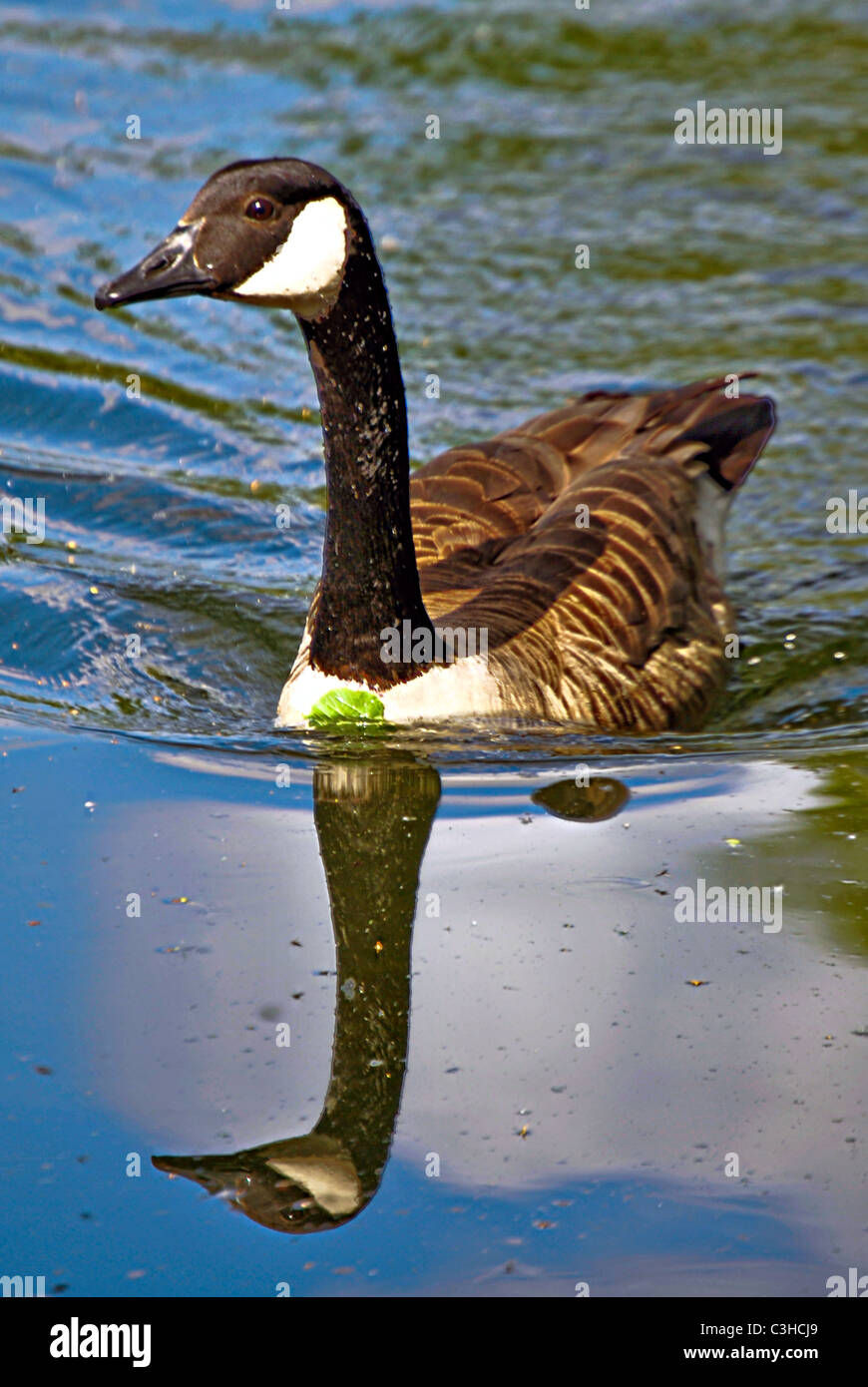 Nice Goose High Resolution Stock Photography and Images - Alamy