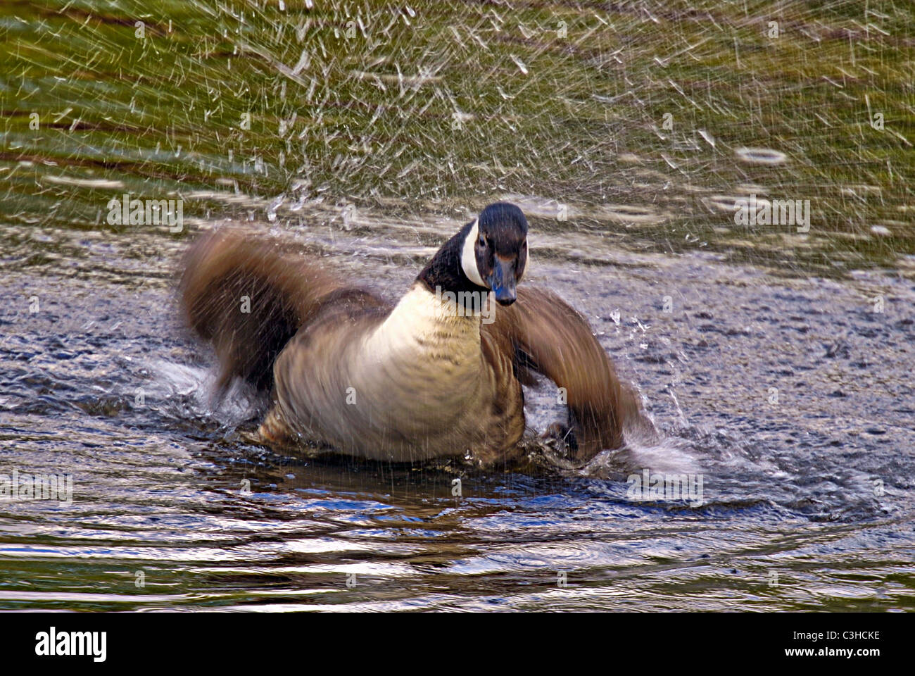 canada goose bathing Stock Photo - Alamy