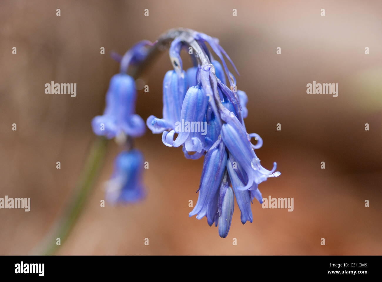 Bluebell railway flowers hi-res stock photography and images - Alamy