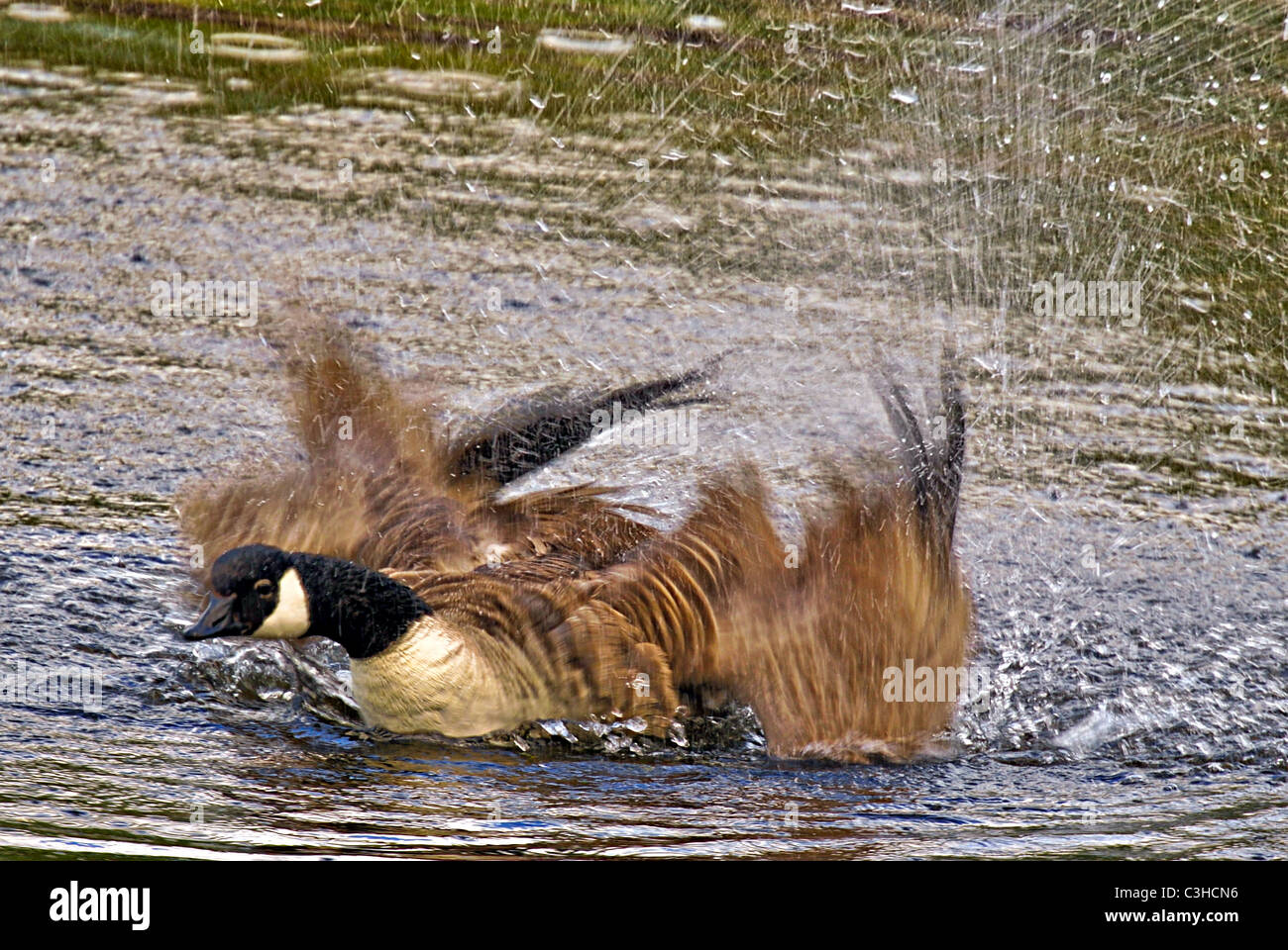 canada goose bathing Stock Photo - Alamy