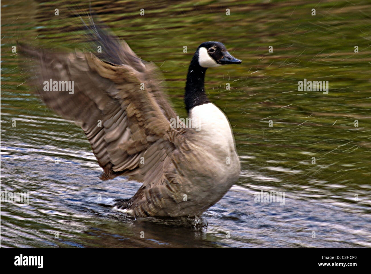 canada goose bathing Stock Photo - Alamy