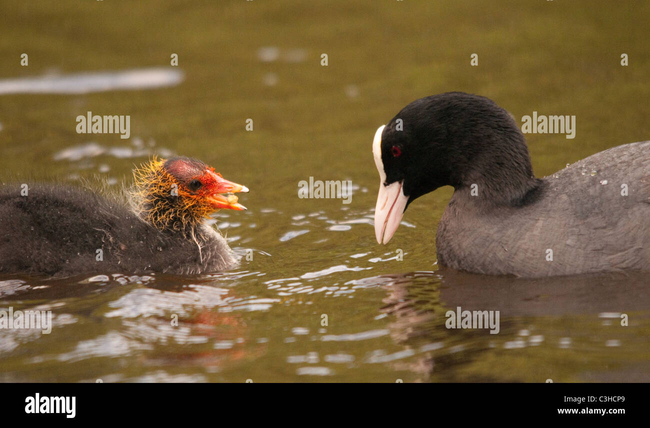 American coot nest hi-res stock photography and images - Alamy