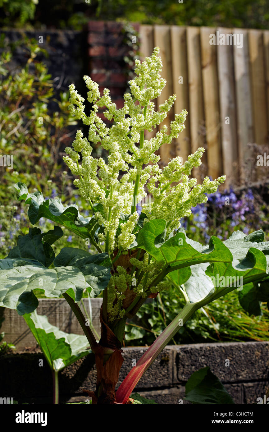 Flowering Rhubarb (Rheum rhabarbarum) in a garden in Wales, UK Stock ...