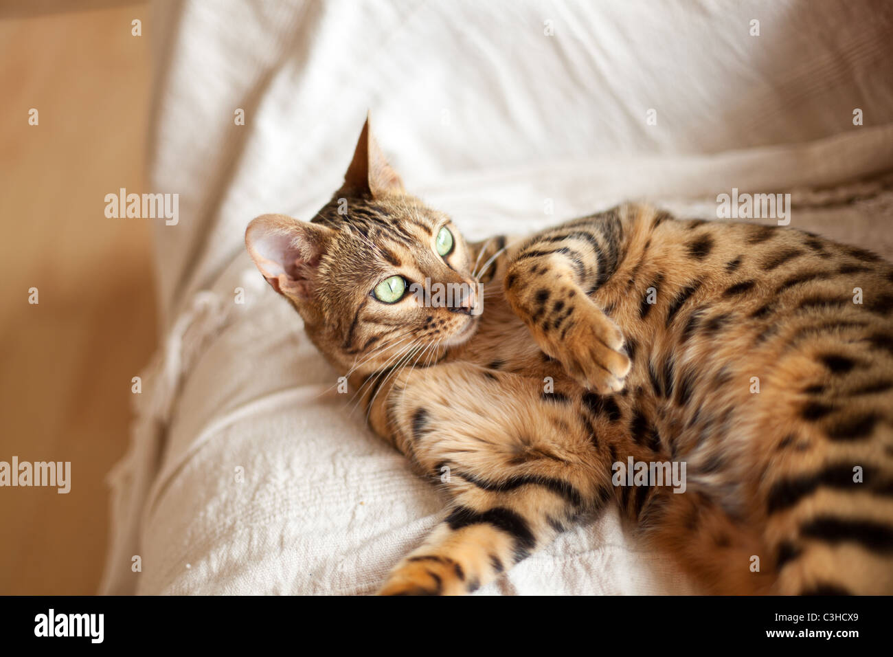 Thoroughbred Bengal cat at a year old Stock Photo - Alamy